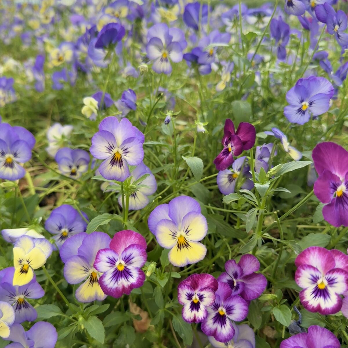 Viola Edible Flowers | Nurtured in Norfolk