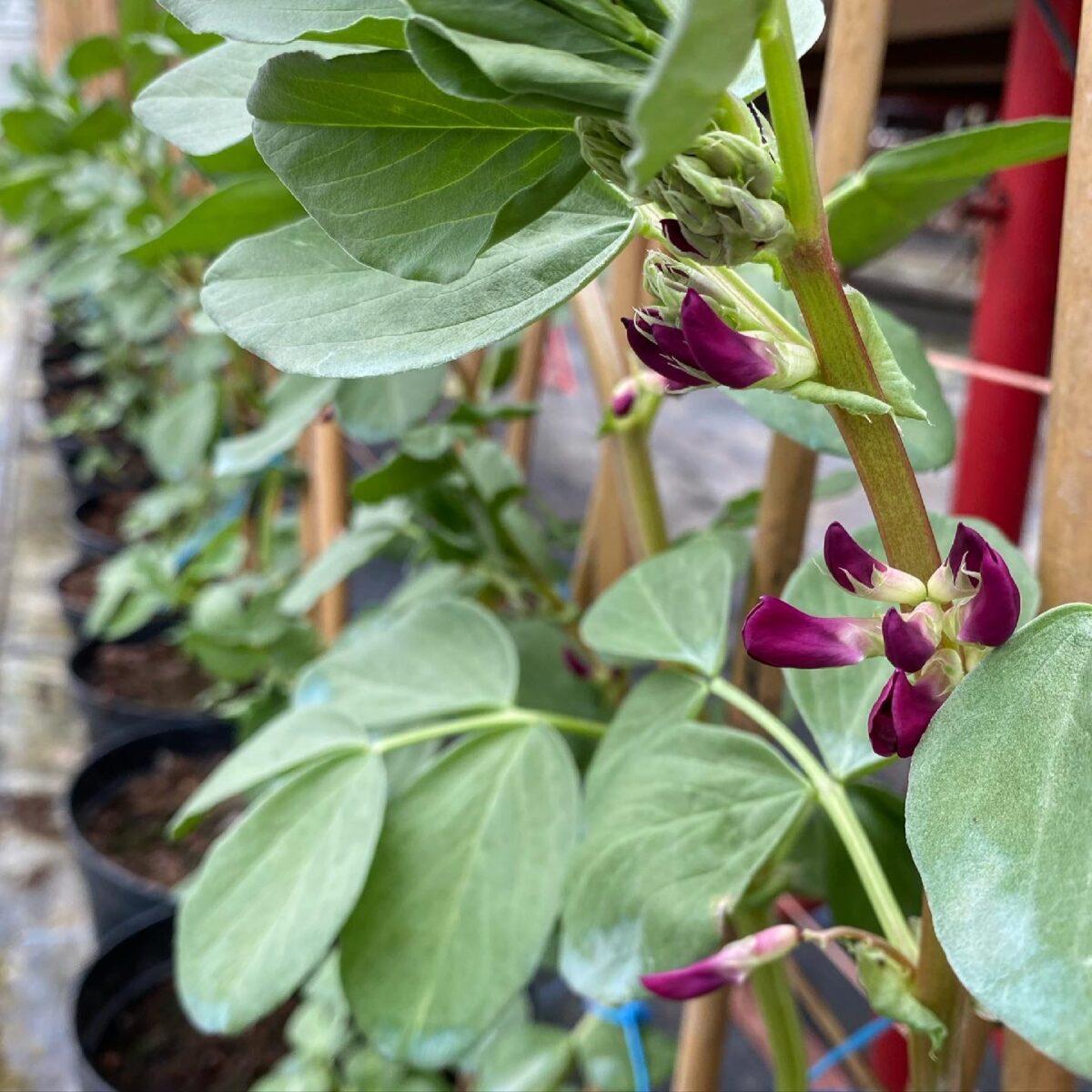 Bean Blossom Edible Flowers (Broad Bean) | Nurtured in Norfolk