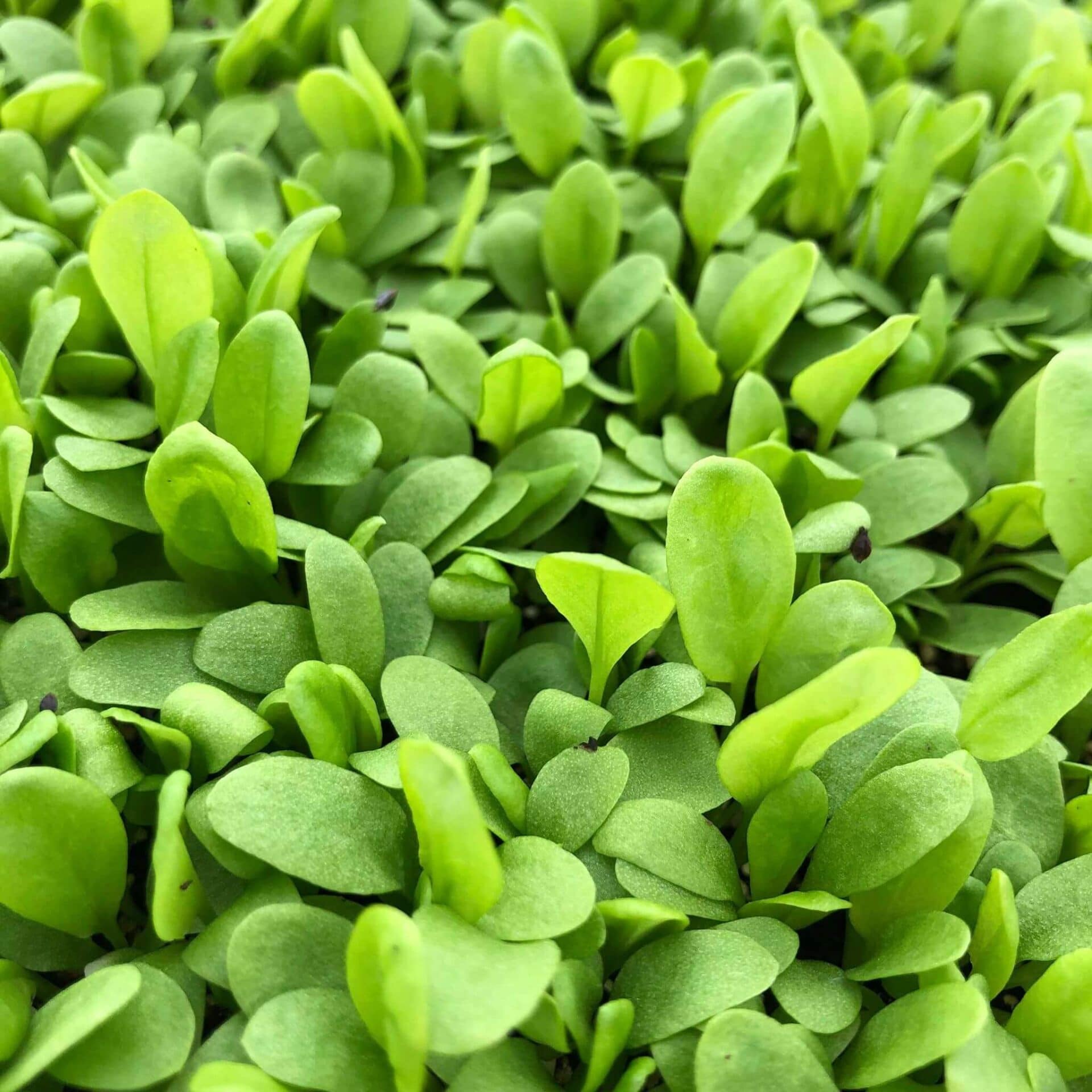 Lemon sorrel is a great addition to your herb garden | Nurtured in Norfolk