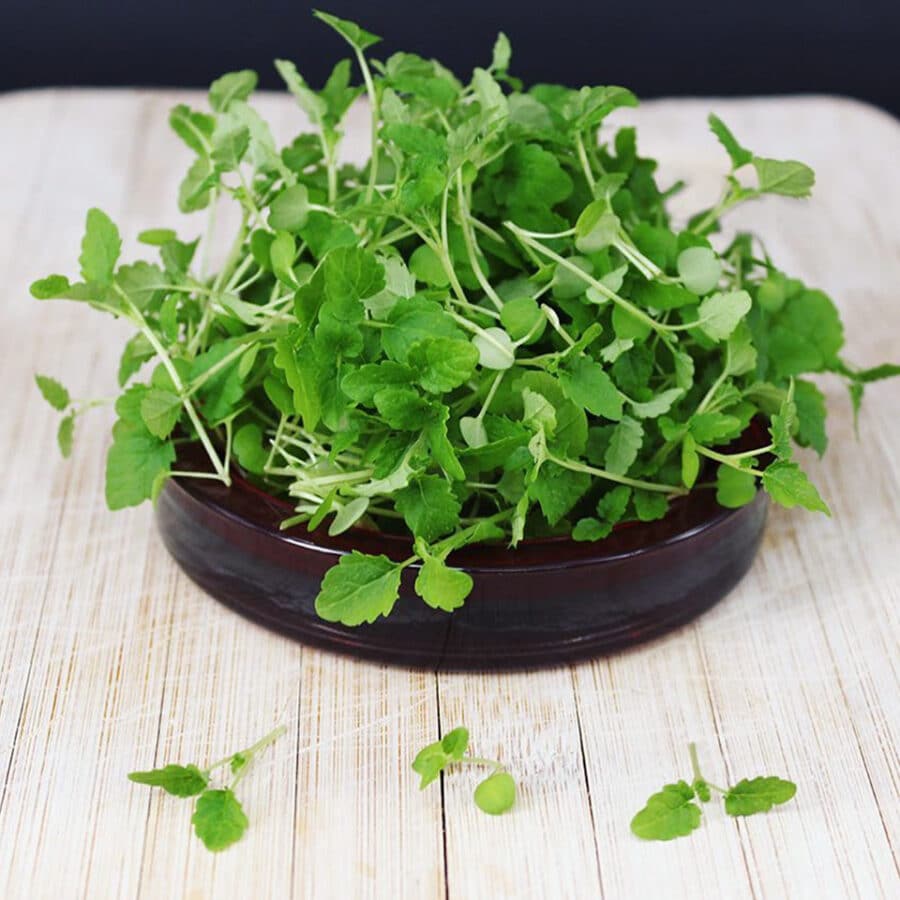 Employee Picks - Lemon Balm | Nurtured in Norfolk