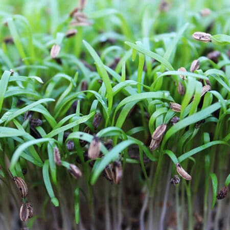Fennel Micro Cress | Nurtured in Norfolk