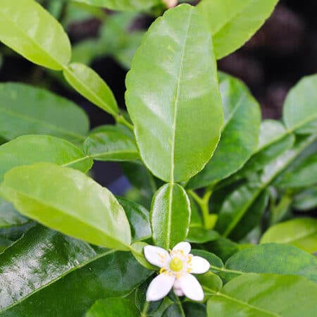 Kaffir Lime Edible Leaves (Kieffer) | Nurtured in Norfolk