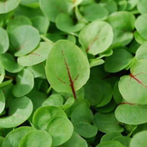 Red Vein Sorrel Micro Cress | Nurtured in Norfolk