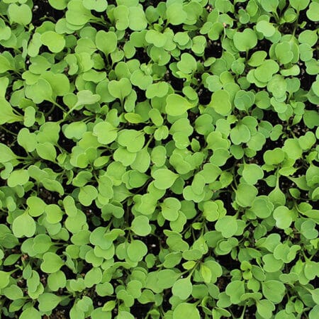 Rocket Micro Cress (Wintercress) | Nurtured in Norfolk