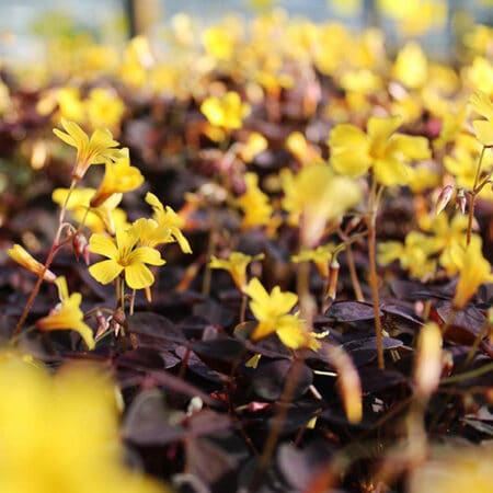 Butterfly Sorrel Edible Flowers (Oxalis) | Nurtured in Norfolk