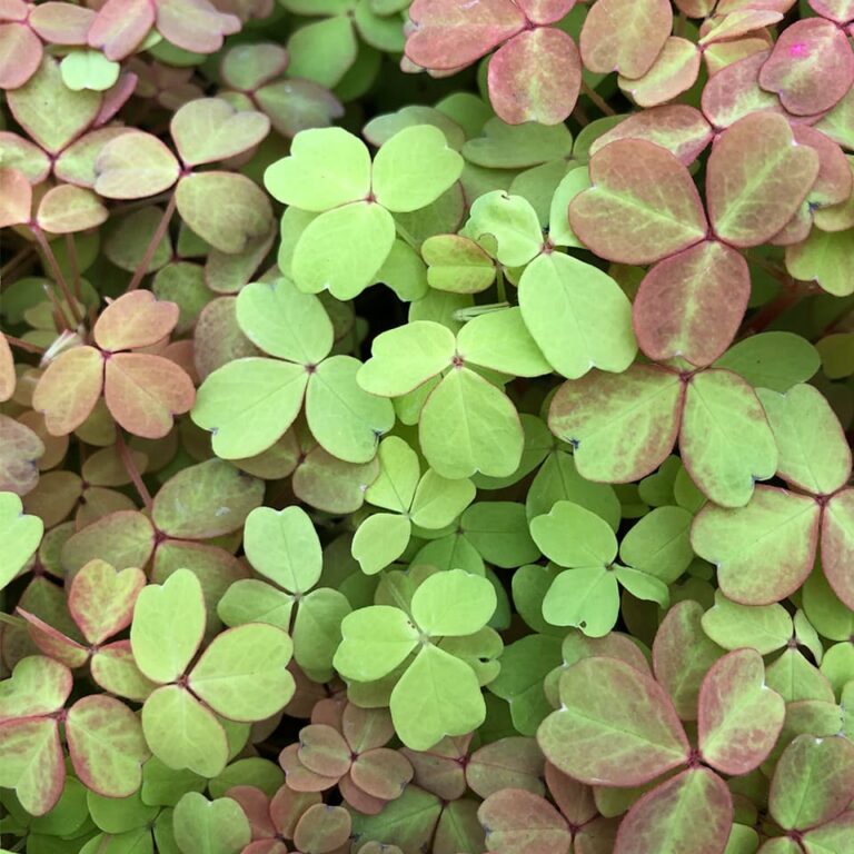 Butterfly Sorrel Micro Cress (Wood Sorrel) | Nurtured in Norfolk