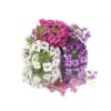 Alyssum Edible Flowers | Nurtured in Norfolk