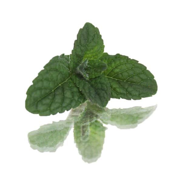 Mint Tips Edible Leaves (Mentha) | Nurtured in Norfolk