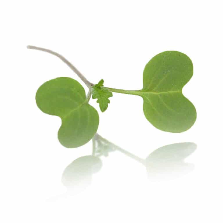 Buy Micro Cress Online | Nurtured in Norfolk