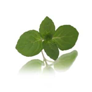 Buy Edible Leaves Online | Nurtured in Norfolk