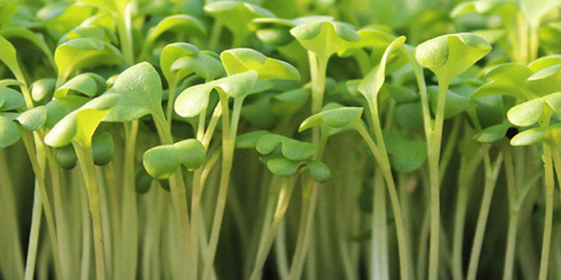 Mizuna Micro Cress - Who, What, How? | Nurtured in Norfolk