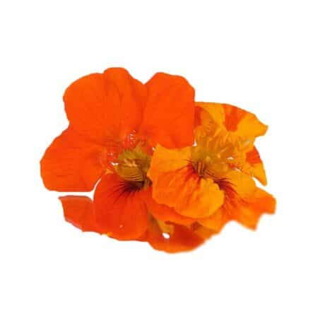 Nasturtium Edible Flowers | Nurtured in Norfolk