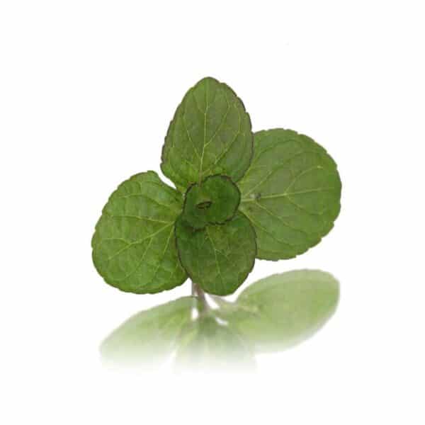 Mint Tips Edible Leaves (Mentha) | Nurtured in Norfolk
