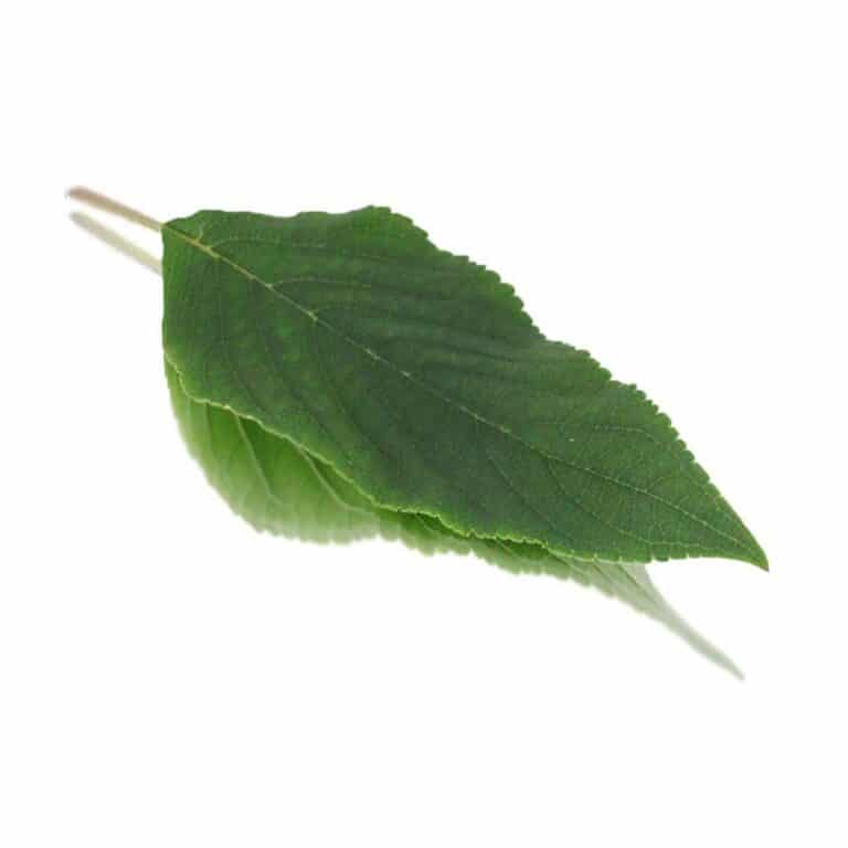 Buy Edible Leaves Online | Nurtured in Norfolk