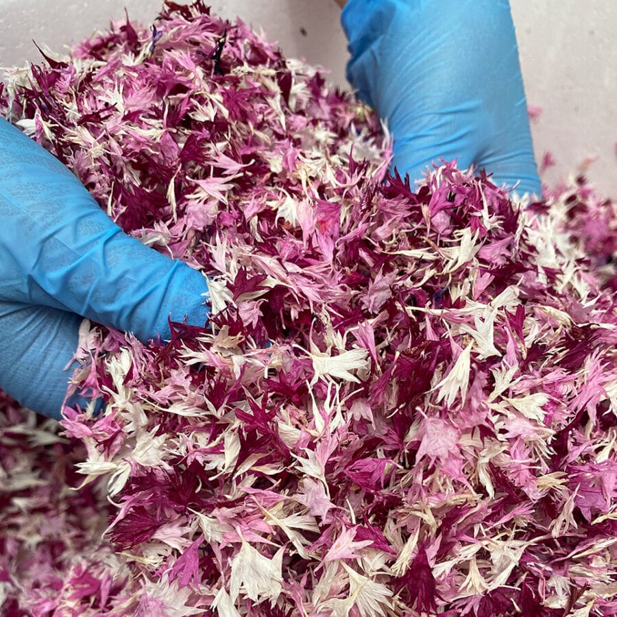 Cornflower Dried Edible Flowers | Nurtured in Norfolk