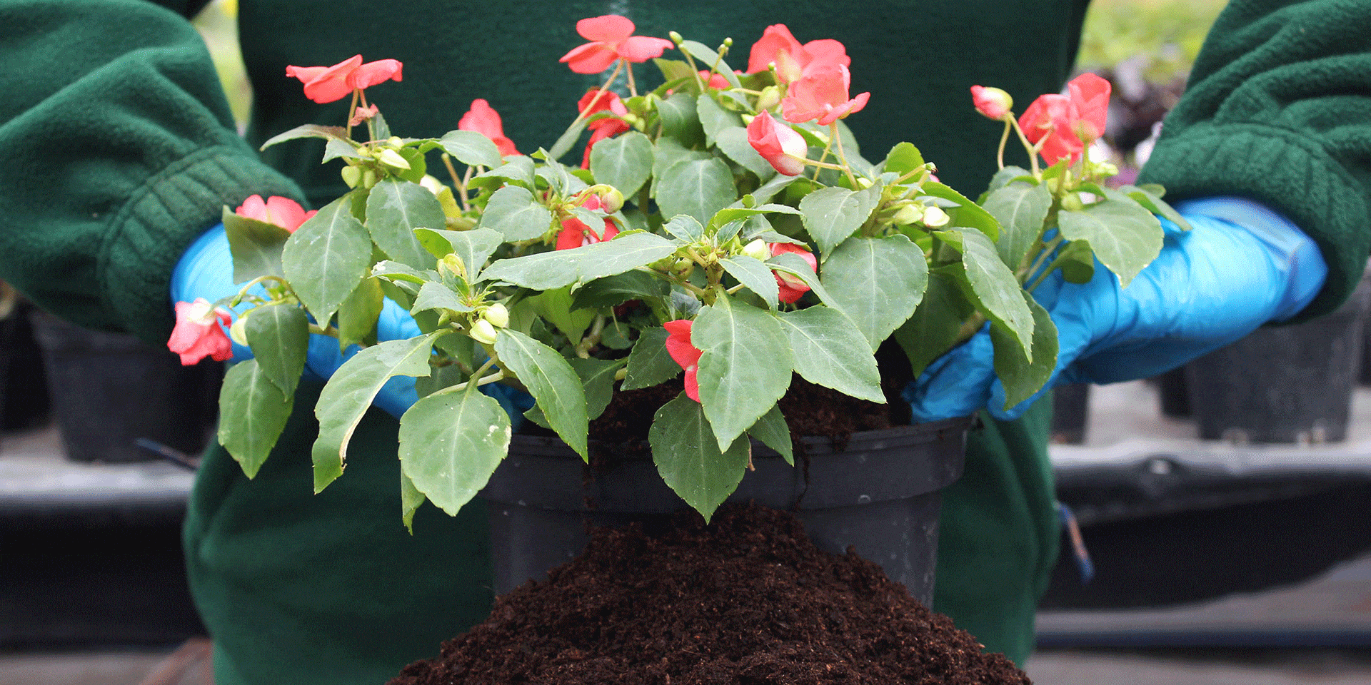 Nurtured in Norfolk | Edible Flowers, Herbs, Leaves, Cress and Vegetables