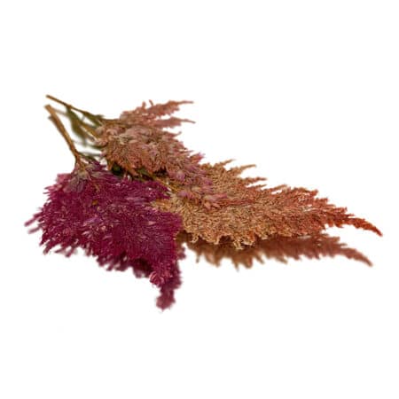 Fire Feather Edible flowers (Celosia) | Nurtured in Norfolk