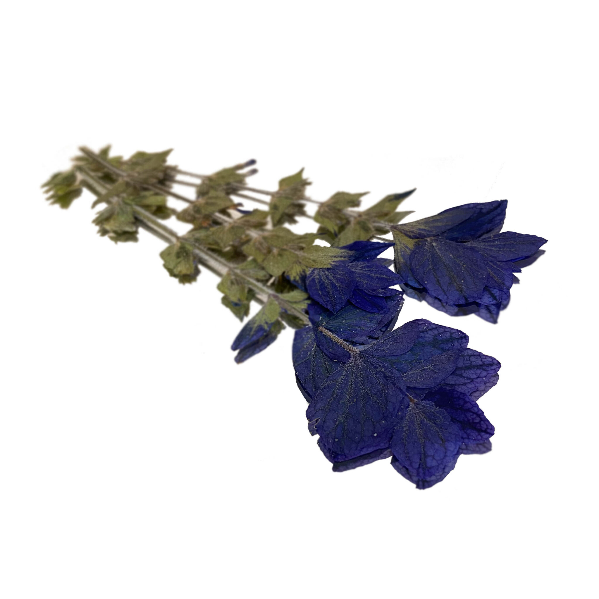 Oxford Blue Pressed Edible Flowers | Nurtured in Norfolk