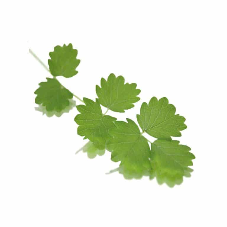 Buy Edible Leaves Online | Nurtured in Norfolk