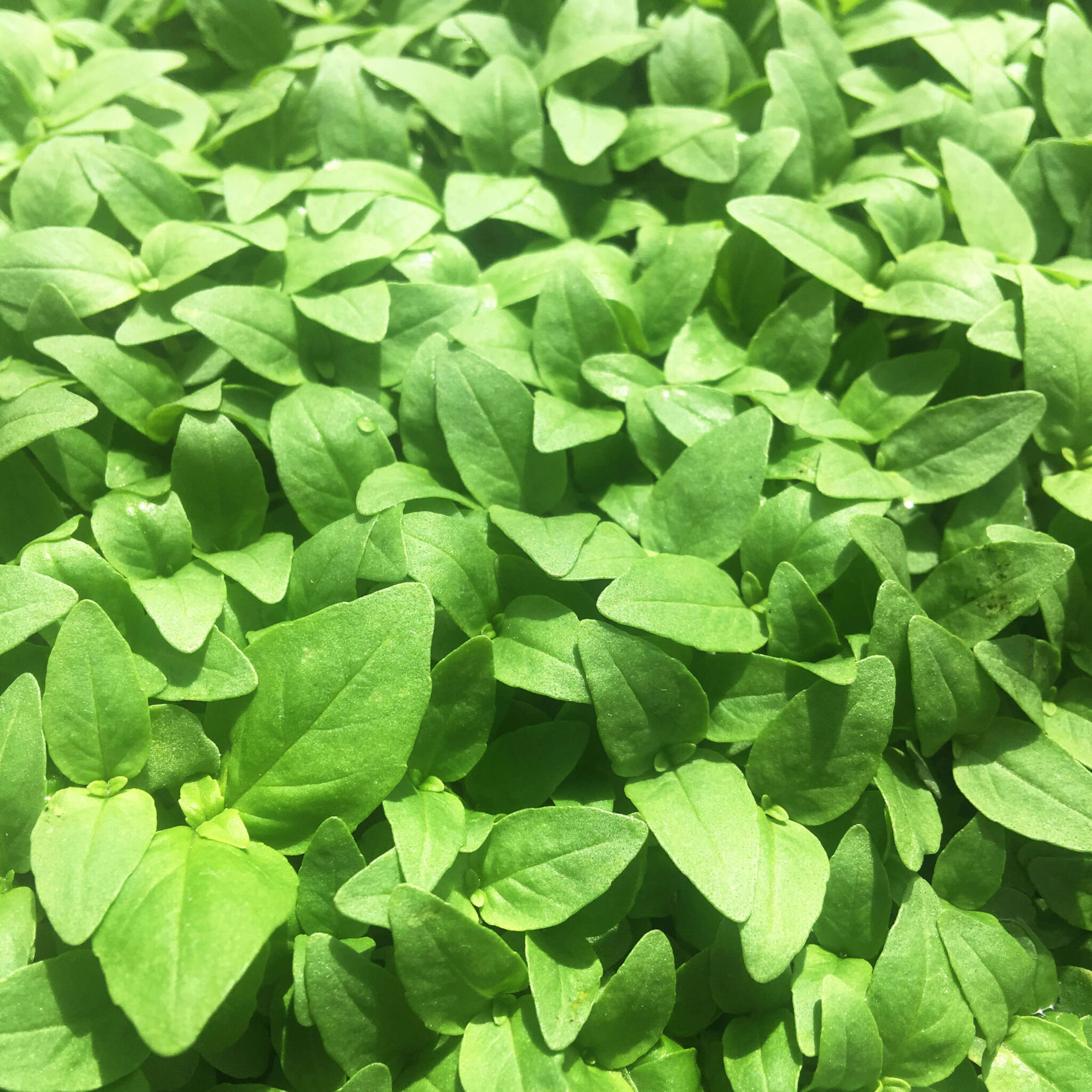 Micro Thai basil - Daisy Picks | Nurtured in Norfolk
