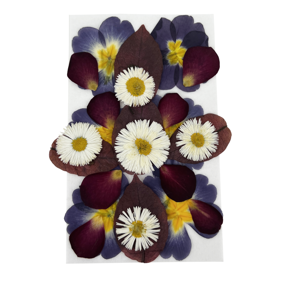 Coronation Pressed Edible Flowers | Nurtured in Norfolk