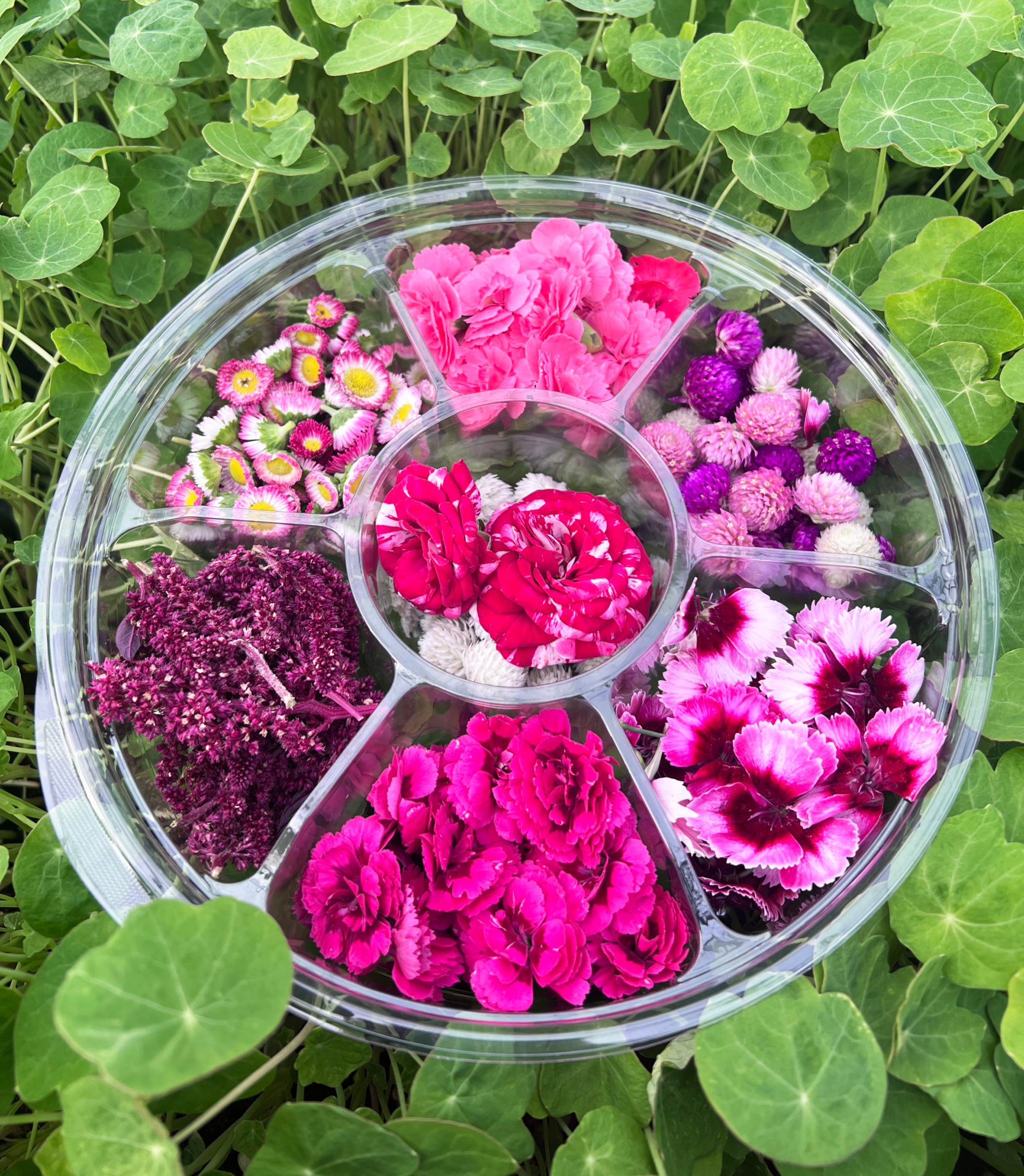 Seasonal Edible Flower Wheels | Nurtured in Norfolk